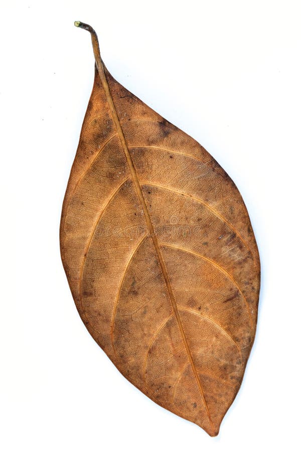 Dead leaf stock image. Image of crunch, antique, grow - 96440311