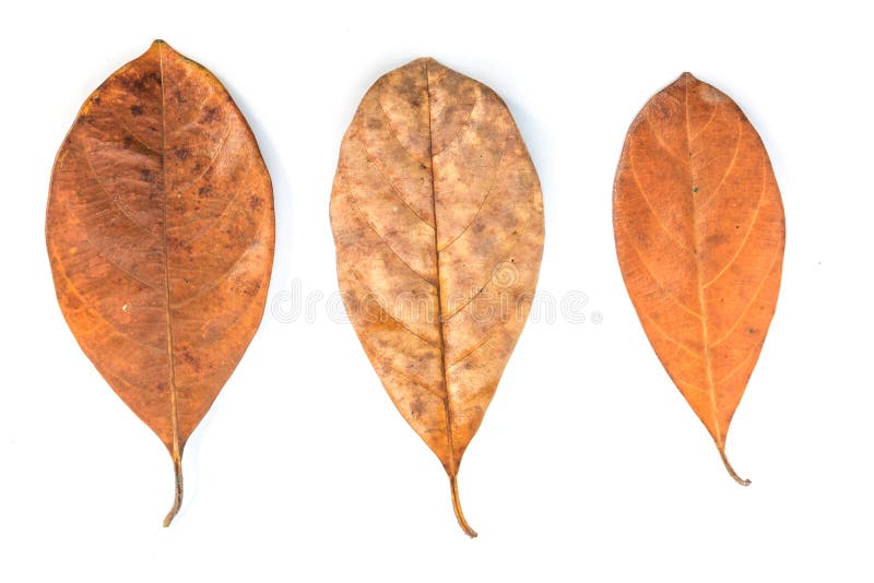 Dead leaf stock photo. Image of antique, grow, detail - 96440174