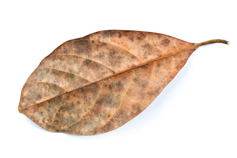 Dead leaf stock image. Image of crunch, antique, grow - 96440311