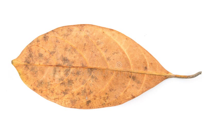 Dead leaf stock photo. Image of fall, element, forest - 95492396