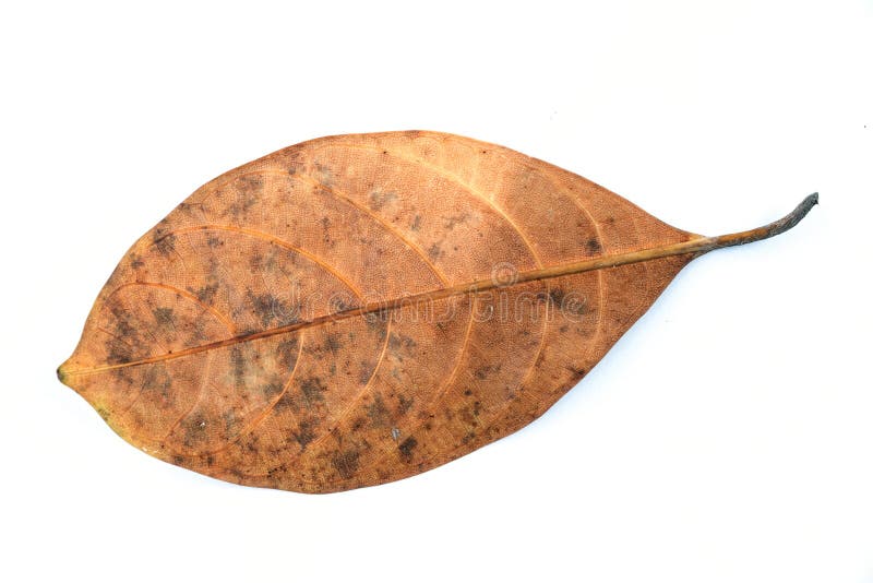 Dead leaf stock image. Image of crunch, antique, grow - 96440311