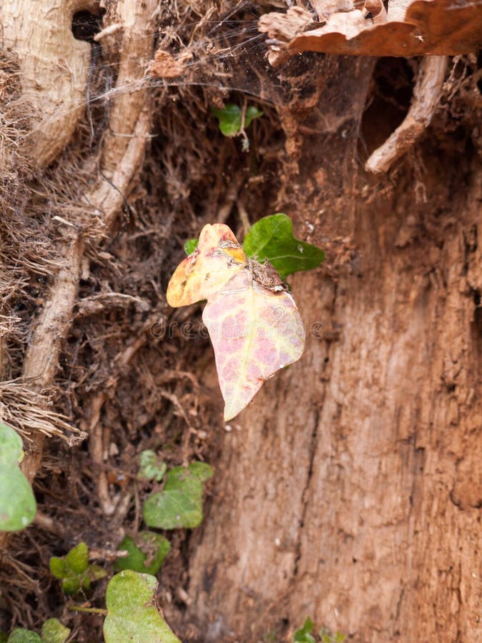 A Dead Leaf Dangling from a Tree in Front of the Trunk Stock Image ...