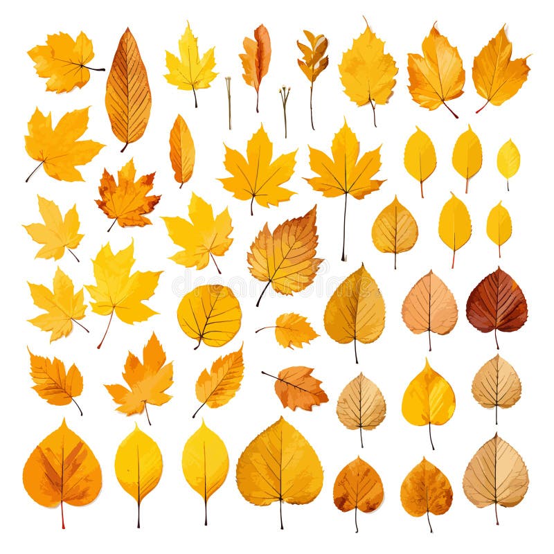 DEAD LEAF ELEMENT FALL VECTOR Stock Vector - Illustration of forest ...