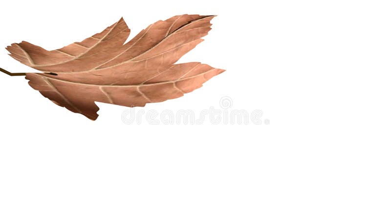 Oak Leaf Falling on Green Screen Stock Footage - Video of graphic ...