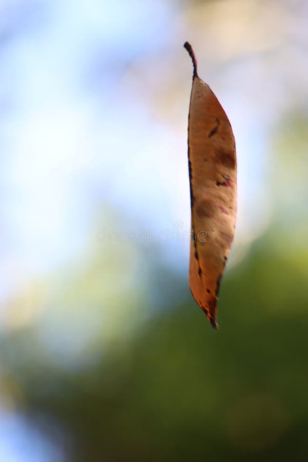 A Dead Leaf Falling To the Ground Stock Photo - Image of brown, autumn ...