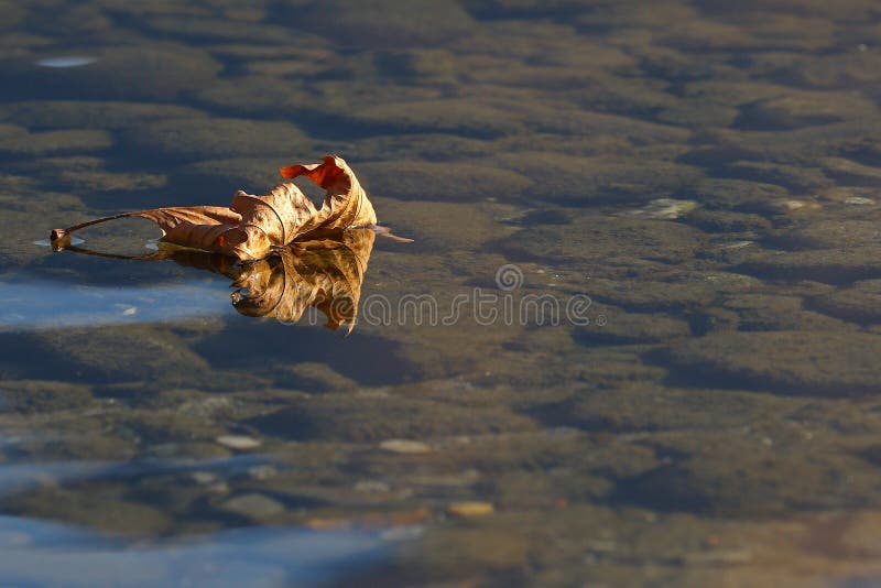 Dead Leaf Floating on Water Stock Photo - Image of autumn, dead: 65964552