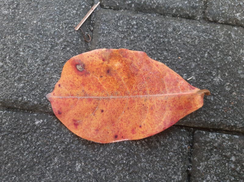 Dead leaf in the garden stock photo. Image of leaf, asphalt - 256032402