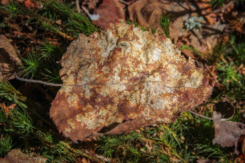 Dead leaf stock image. Image of pattern, brown, vein - 88167379
