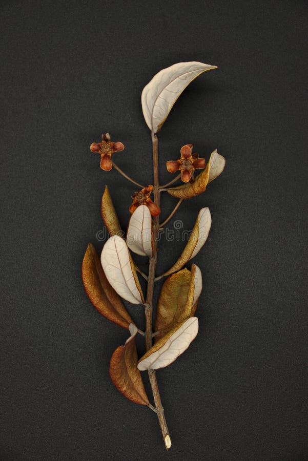Dead Leaf Isolated. Nature Concept Stock Image - Image of studio, dead ...