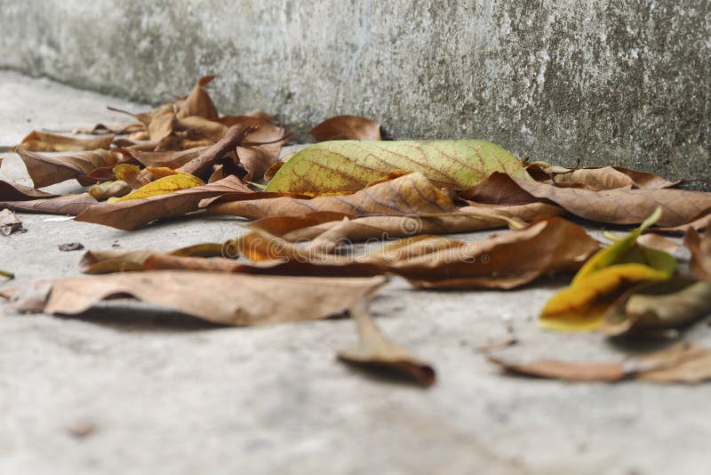 Dead Leaf stock photo. Image of macro, wall, grey, closeup - 96442538