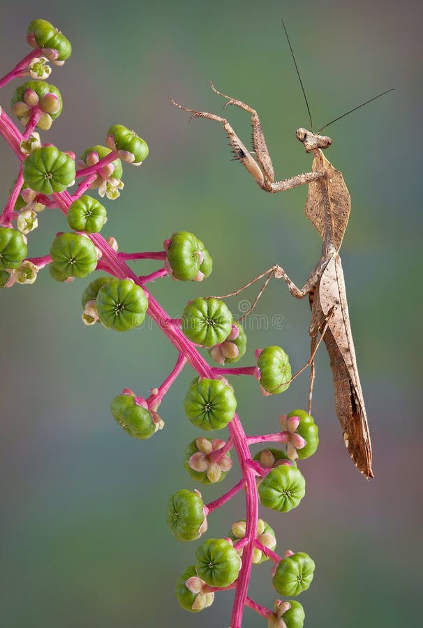 Dead leaf mantis stock image. Image of insect, leaf, poke - 26004159