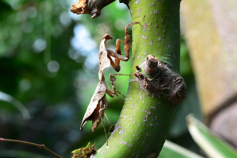 Dead Leaf Mantis Aka Deroplatys Lobata. Stock Image - Image of jungle ...