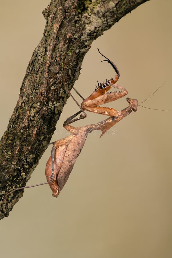 Dead Leaf Mantis, Deroplatys Desiccata Stock Photo - Image of wild ...