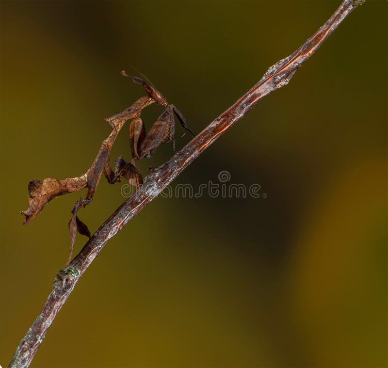 Leaf Mantis (Acanthops Centralis) Stock Image - Image of leaf ...