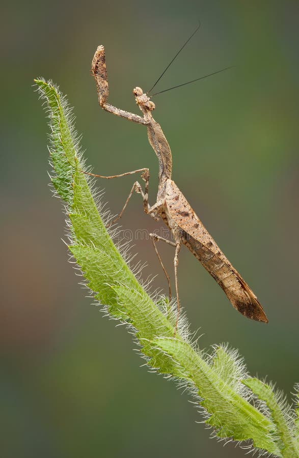 Dead leaf mantis female stock photo. Image of wildlife - 25201600