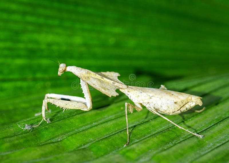 Dead leaf mantis stock image. Image of vertical, insect - 26004159