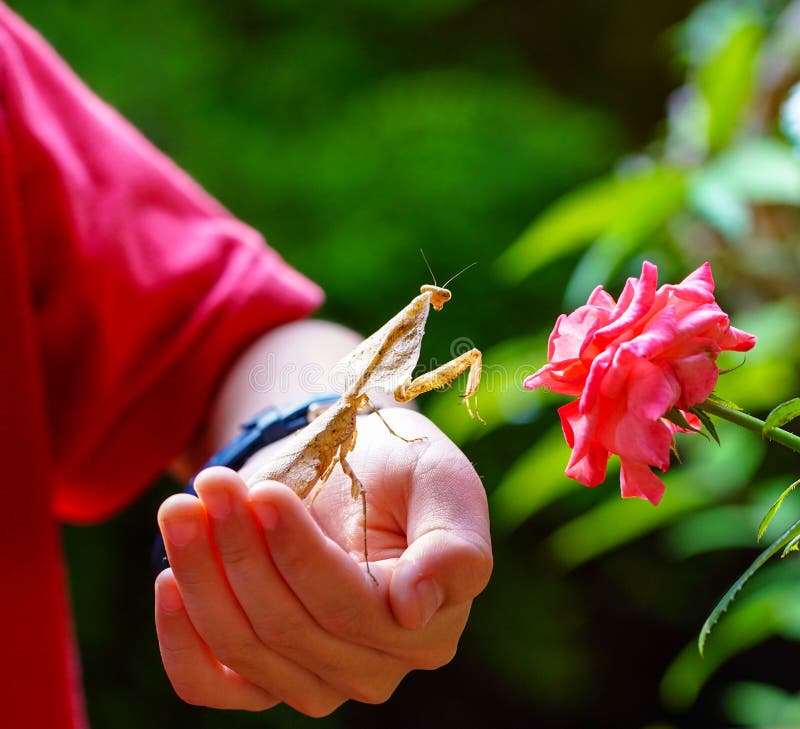 Dead Leaf Mantis stock image. Image of dead, holding - 89445063