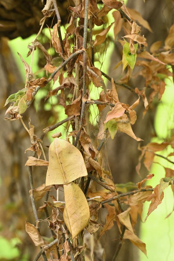 Dead Leaf Mantis Insect Showing Its Camouflage Stock Image - Image of ...