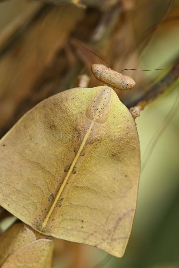 Dead Leaf Mantis Insect Showing Its Camouflage Stock Photo - Image of ...