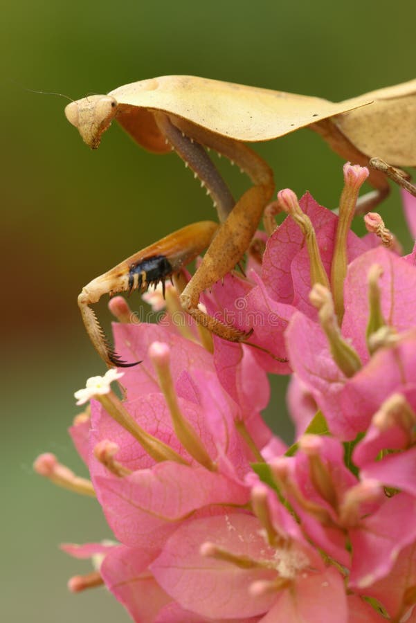 Dead Leaf Mantis Insect Showing Its Camouflage Stock Photo - Image of ...