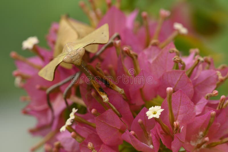 Dead Leaf Mantis Insect Showing Its Camouflage Stock Photo - Image of ...