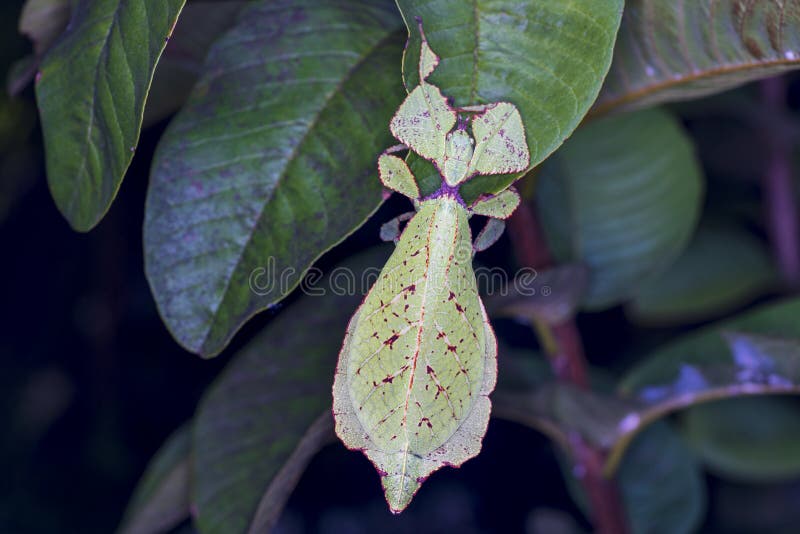 Dead Leaf Mantis. Praying Mantis that Mimic Dead Leaves Stock Image ...