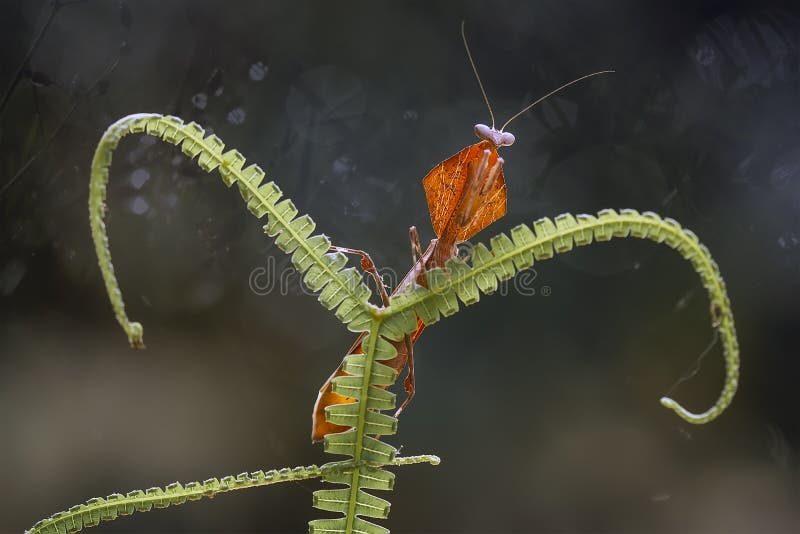 Dead Leaf Mantis on Unique Fern Stock Photo - Image of caterpillars ...