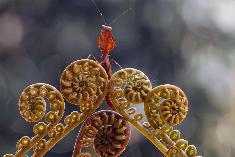 Dead Leaf Mantis on Unique Fern Stock Image - Image of branch, feathers ...