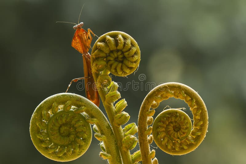 Dead Leaf Mantis on Unique Fern Stock Photo - Image of mantis, feathers ...