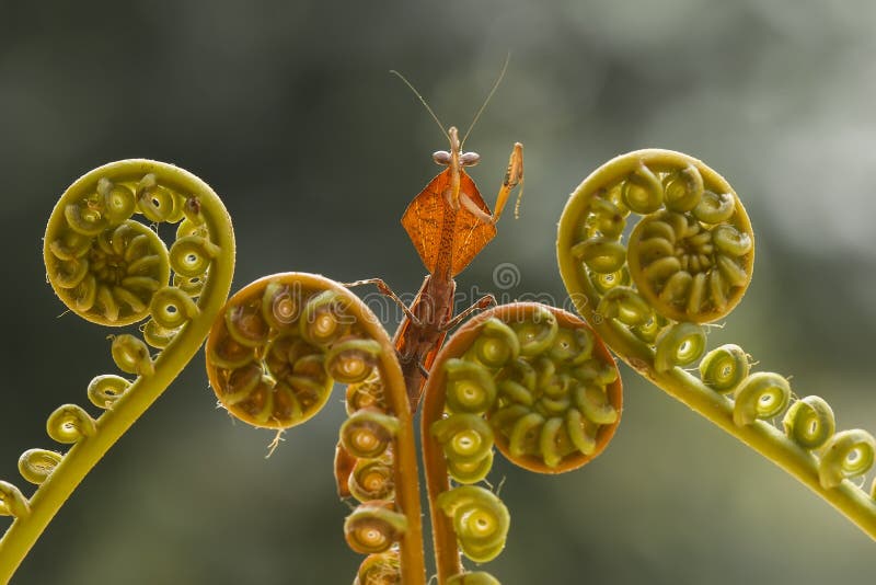 Dead Leaf Mantis on Unique Fern Stock Image - Image of body, branch ...