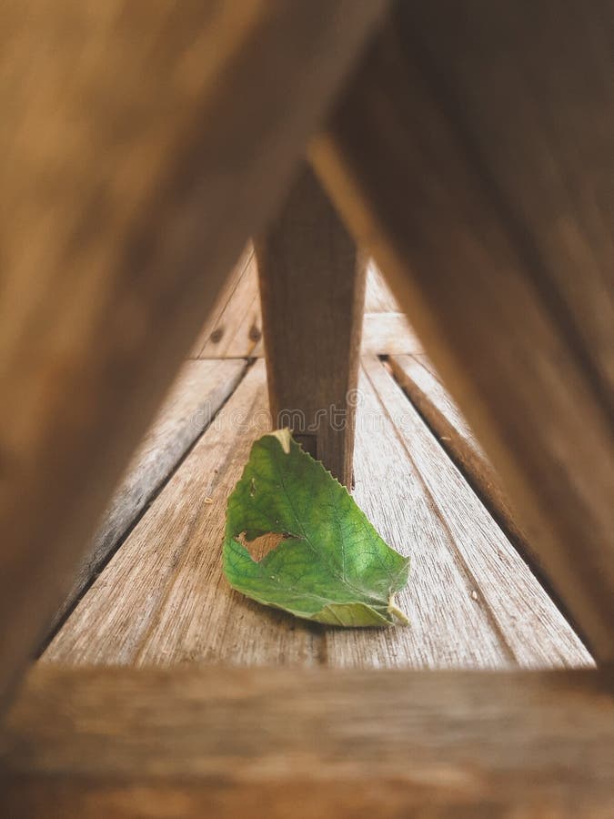Dead Leaf at the Middle of Plank Stock Image - Image of insect, dead ...