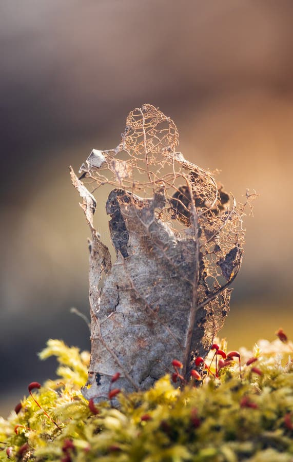 Dead Leaf in Moss. Calm Nature Still Life Stock Photo - Image of ...