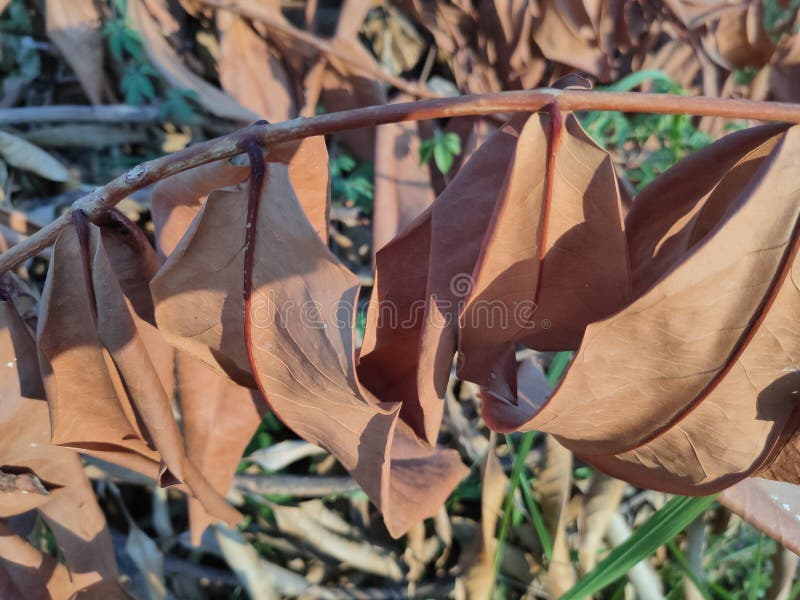 Dead leaf in my backyard stock photo. Image of backyard - 210779972