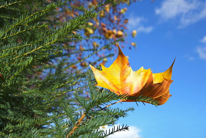 Dead Leaf of Plane Tree Hanging in a Yew Tree Stock Photo - Image of ...