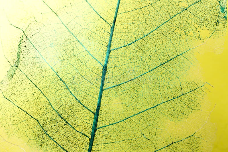Dead Leaf Skeleton Structure Painted with Green on Yellow Background ...
