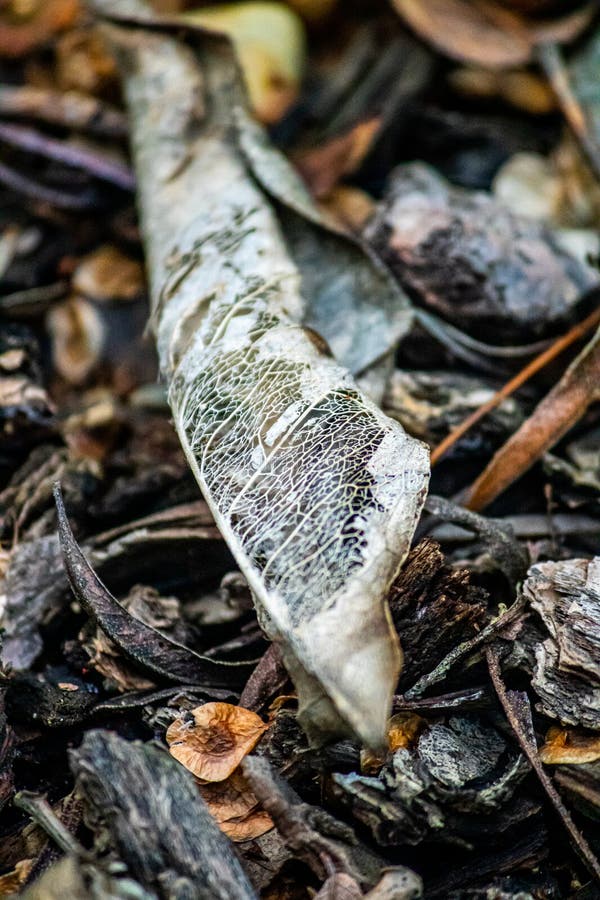 Dead Leaf Skeletonized on the Forest Floor Stock Image - Image of holes ...