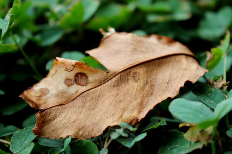 Dead Leaf stock image. Image of summer, tree, dead, seasion - 75219503