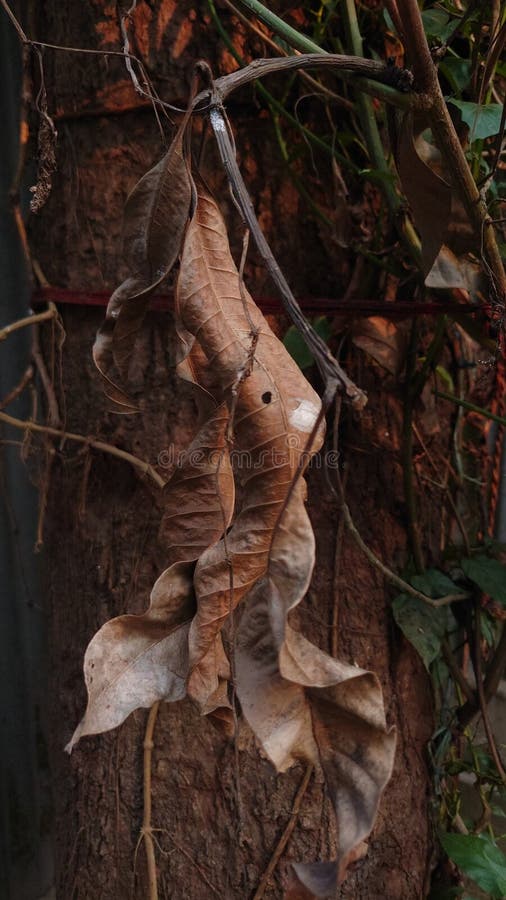 Top View of Tree Design Elements, Transparent Background Stock Photo ...