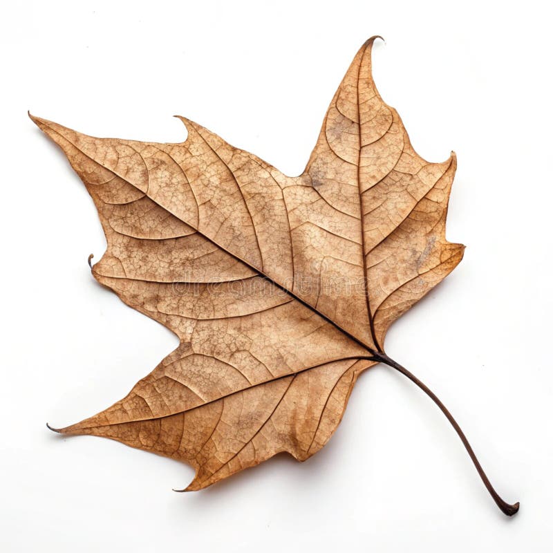 Dead Leaf on White Background Stock Illustration - Illustration of ...