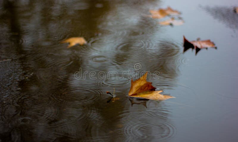 Dead Leafs in Sad, Autumn Rain Stock Photo - Image of concrete, autumn ...