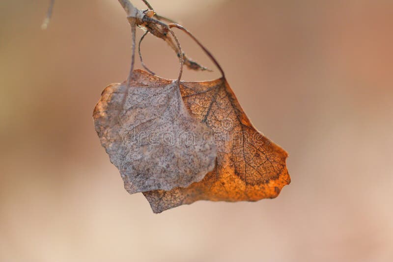 Dead leaves stock photo. Image of leaf, gone, gray, dead - 65491562