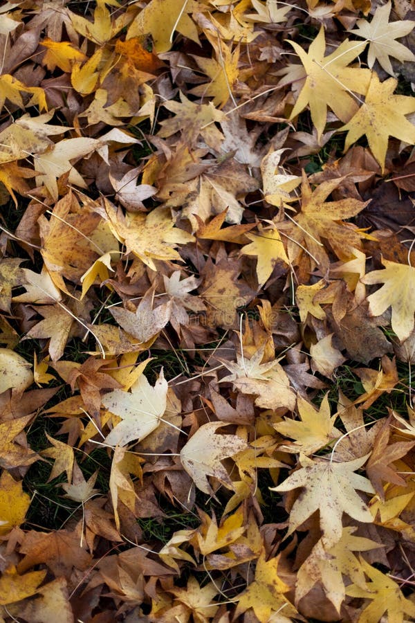 Dead leaves in Autumn stock image. Image of fall, park - 47629397