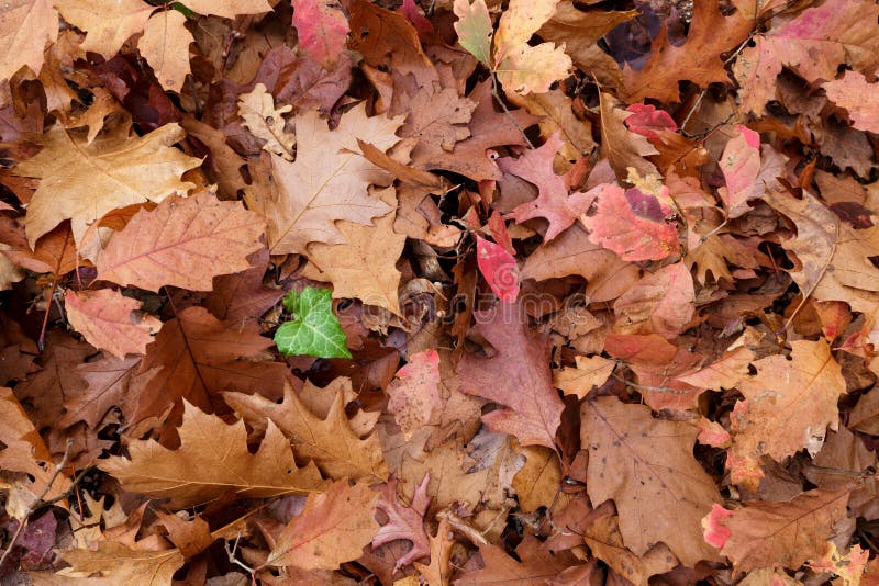 Dead leaves background stock photo. Image of spring, climate - 52802300