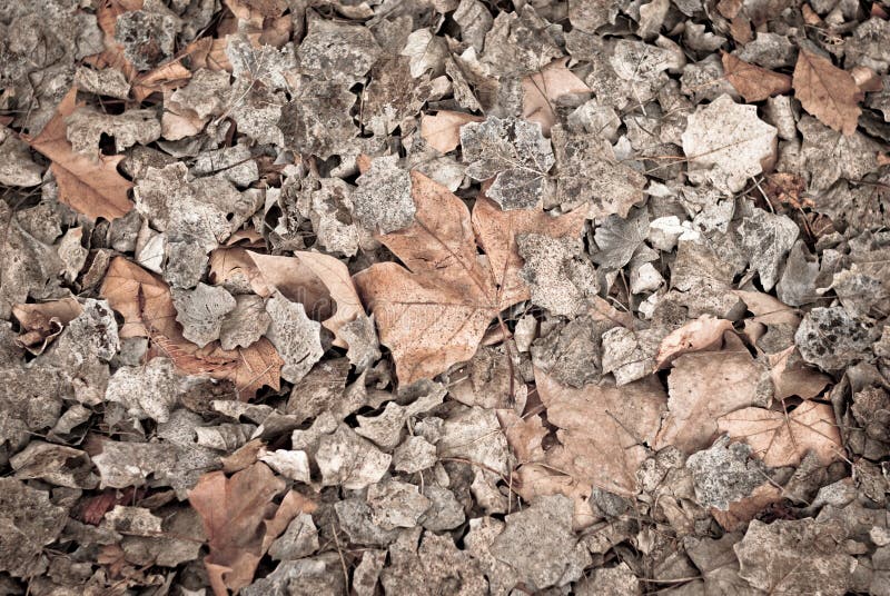 Dead Leaves for Backgrounds and Textures Stock Photo - Image of plant ...