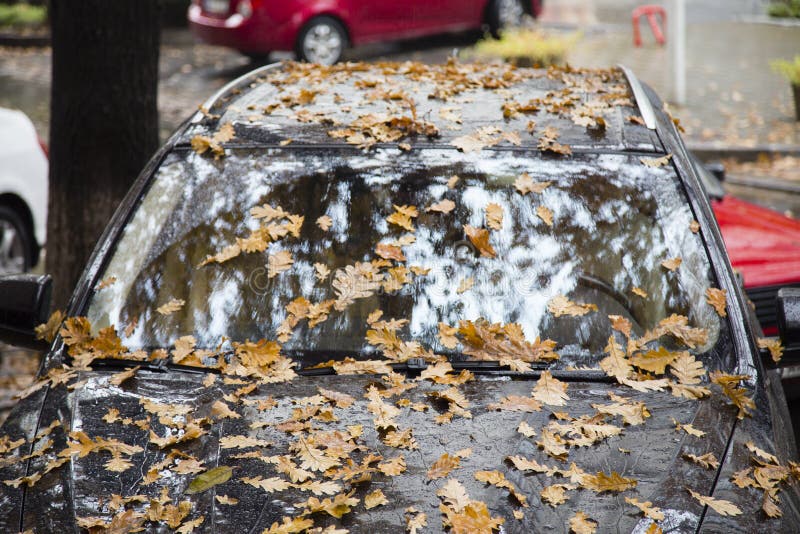 Dead leaves and car stock photo. Image of autumn, background - 174111346