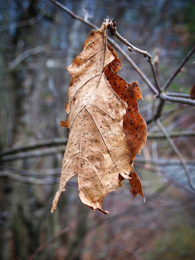Dead Leaves Clinging To Tree Branch Stock Photo - Image of leaves ...