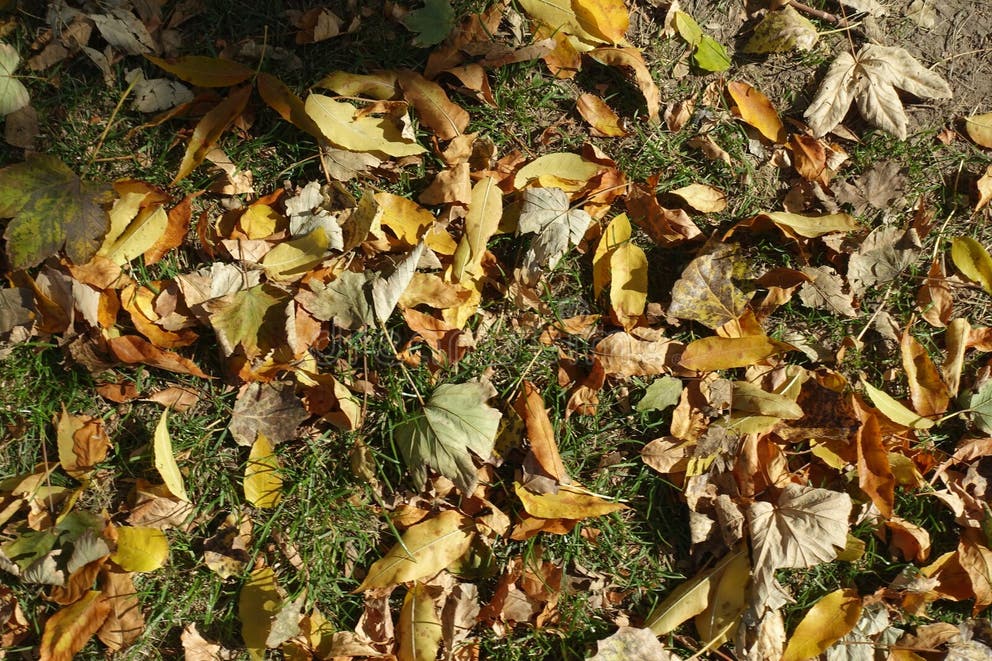 Dead Leaves Covering Grass in October Stock Photo - Image of texture ...
