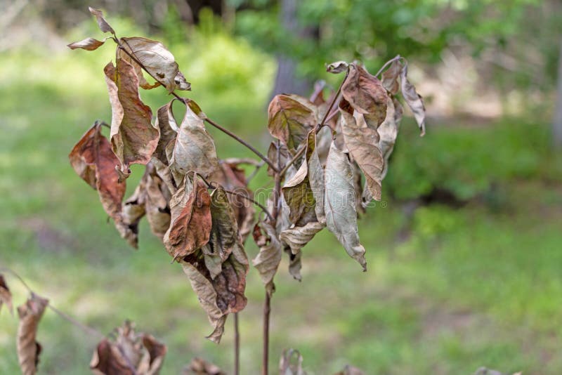 Dying Dogwood Tree Stock Photos - Free & Royalty-Free Stock Photos from ...