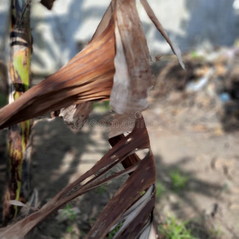 757 Dead Banana Stock Photos - Free & Royalty-Free Stock Photos from ...