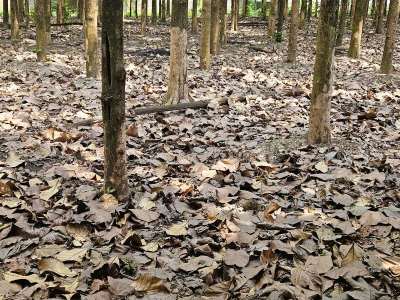 Dead Teak Leaves Fall on the Ground Stock Photo - Image of scenic, park ...